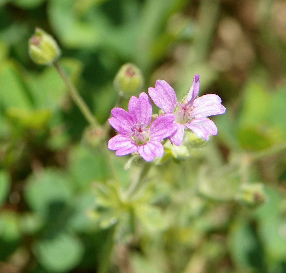 "What's Blooming Now" : Dove's Foot Cranebill (Geranium molle)