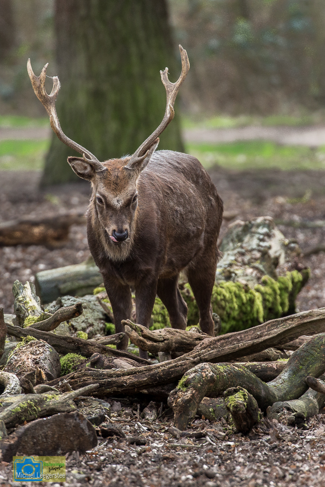 Belevingsfotografie: Sikahert