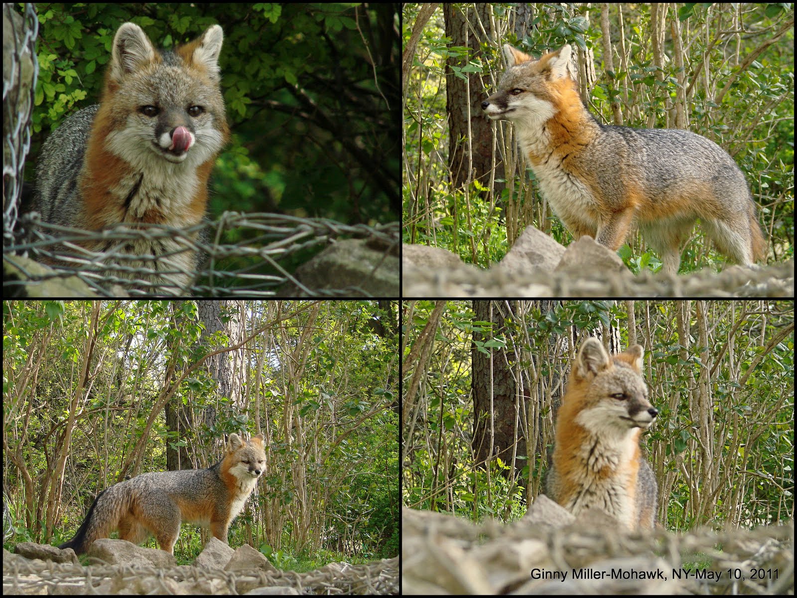 Photography By Ginny: Gray Foxes-The Male And Female-May 10, 2011