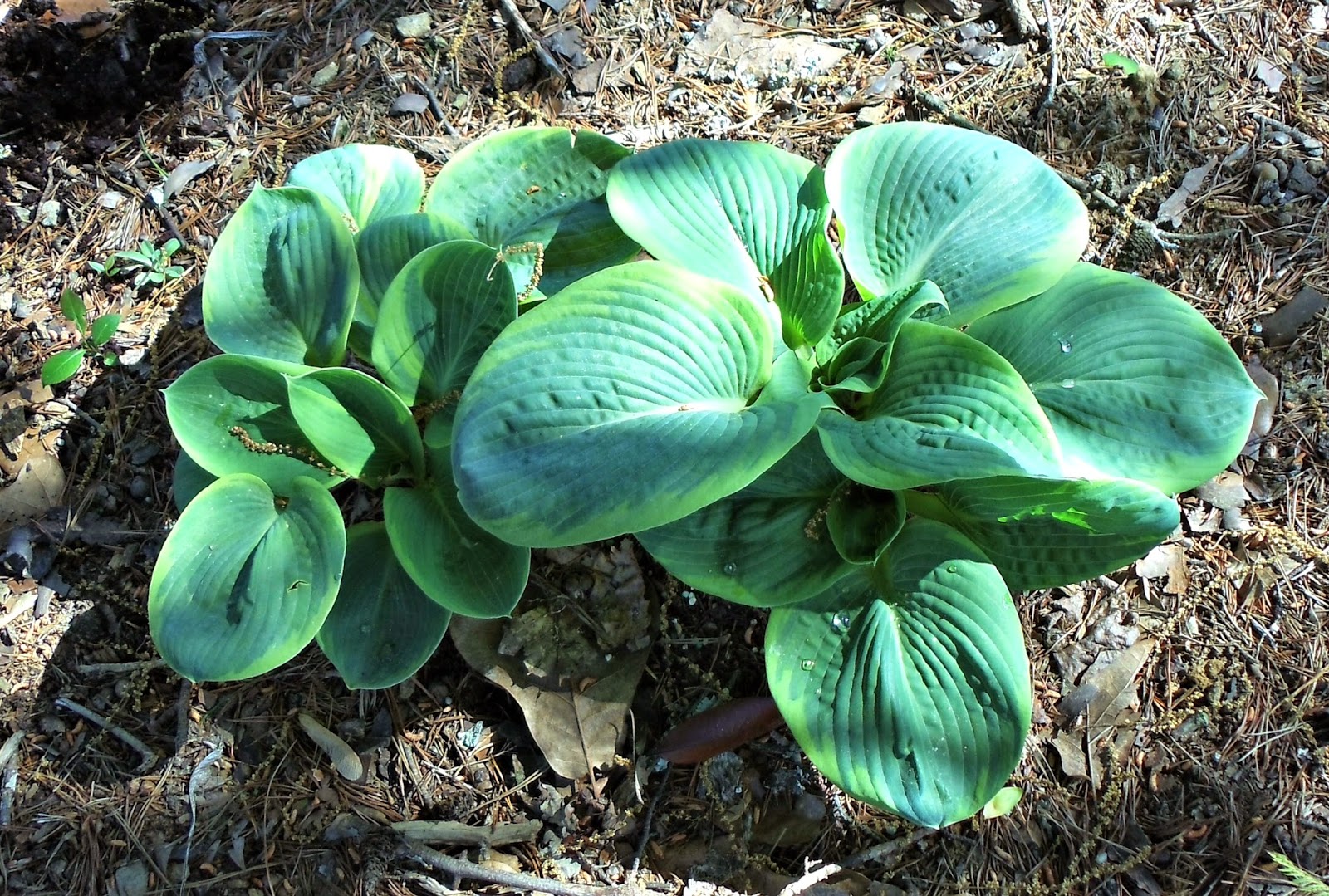 Upstairs Downstairs: The Easter "Bug"