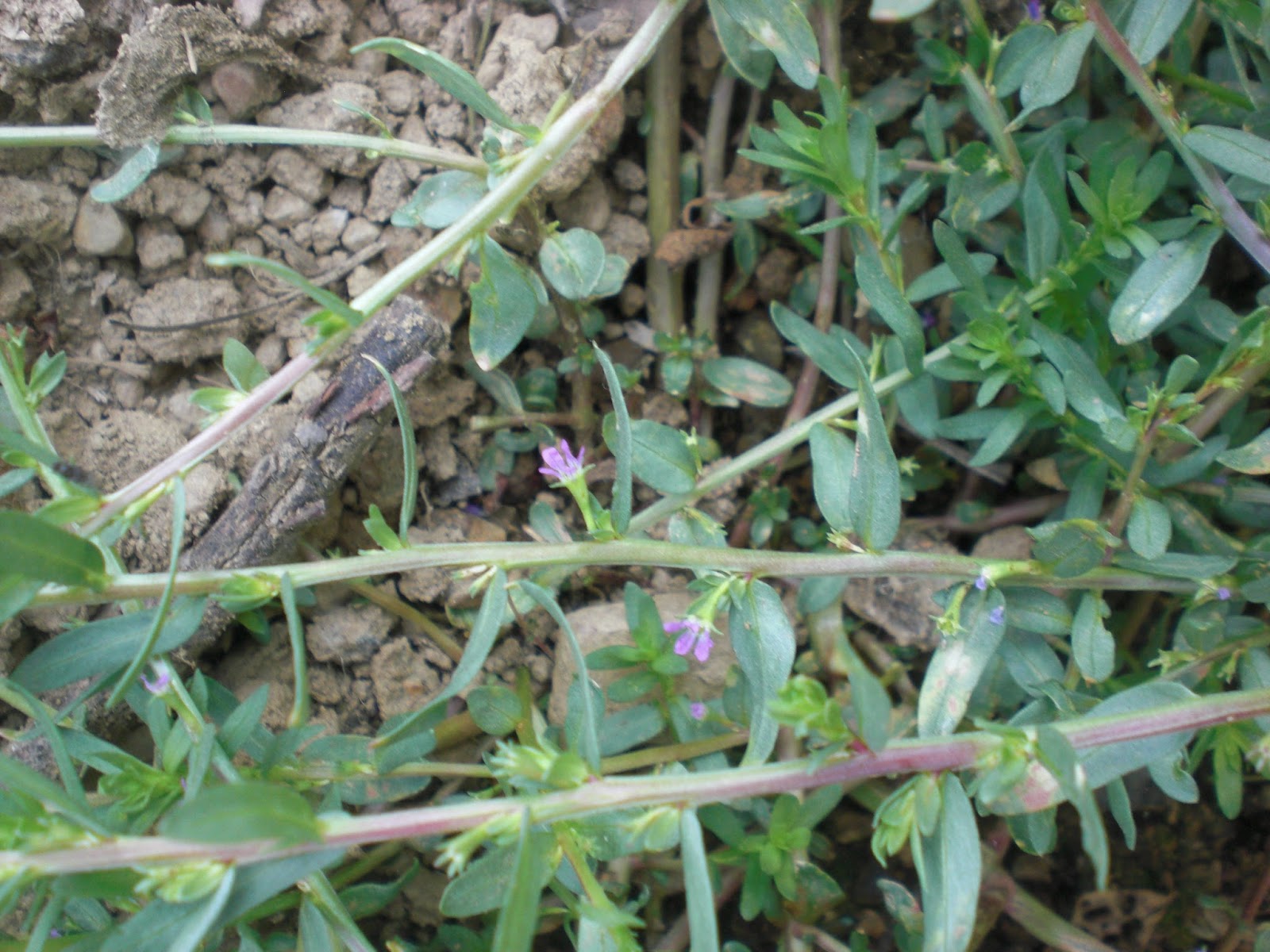 Perfumes y luces de Extremadura: Lythrum hyssopifolia, hierba de toro.