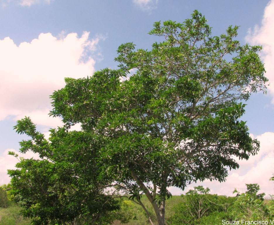 FAUNA E FLORA DO RN: Jenipapo Genipa americana L.