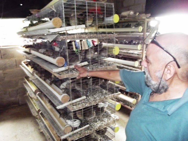 Corpoandes Trujillo: CRIA DE CODORNICES EN ESCUQUE