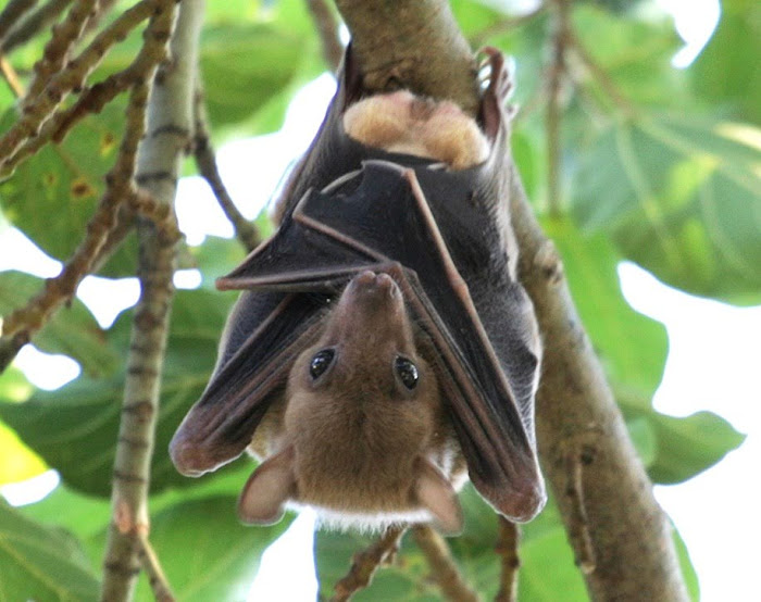 Χειρόπτερα
