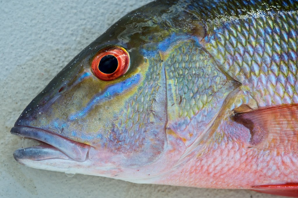 A Tale of Two Chemists: Catch of the Day