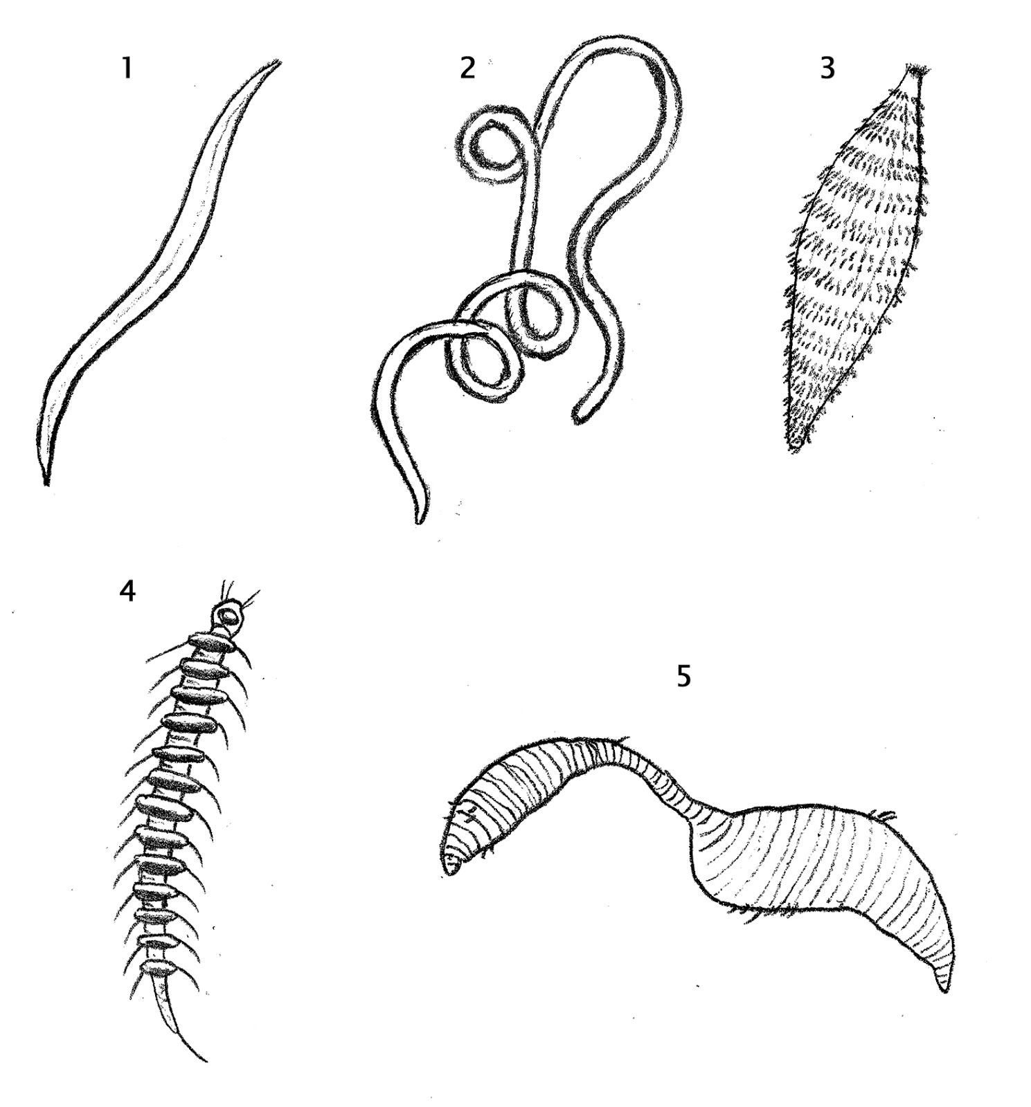 Aquasnail: Esquemas Anatómicos: Nematodos y Nematomorfos