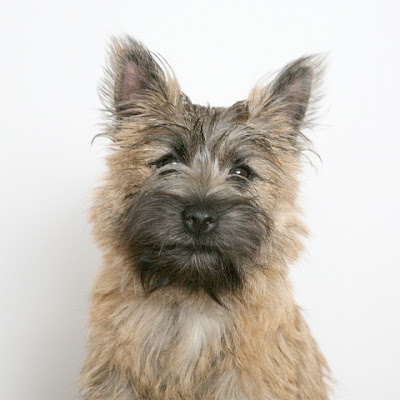 Terrier Dog Breeds Pictures and Information