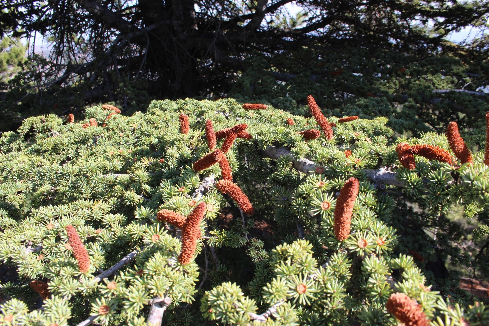 Biodiversity of Cyprus by NGO Protection of the Natural Heritage and ...