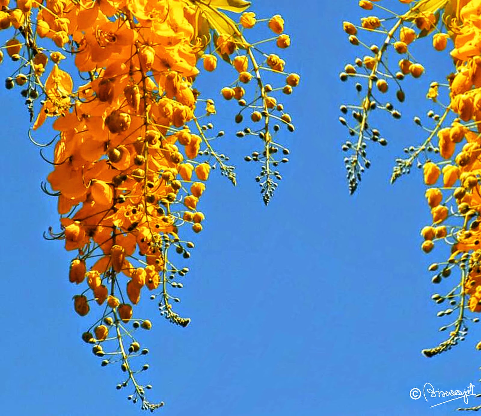 Graphics and Folk Assam: Flora & Plants