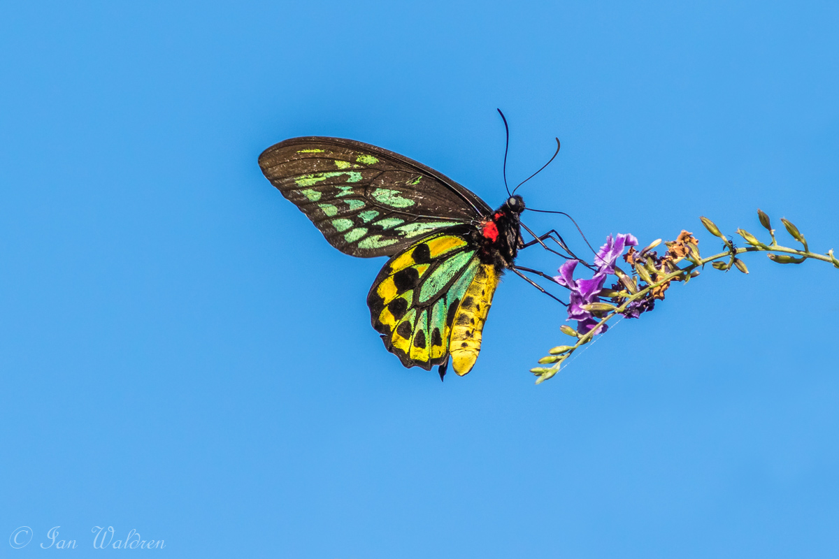 WILD TROPICAL QUEENSLAND: Butterflies