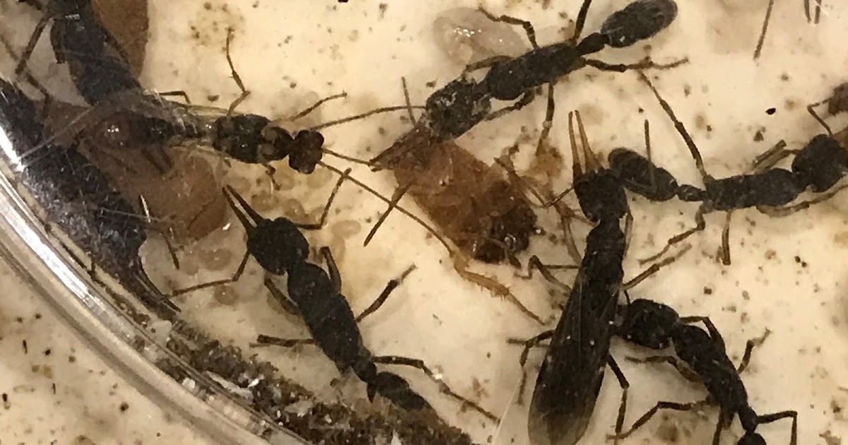 Johnson's bromeliads & falconry: Harpegnathos venator (new queen, male ...