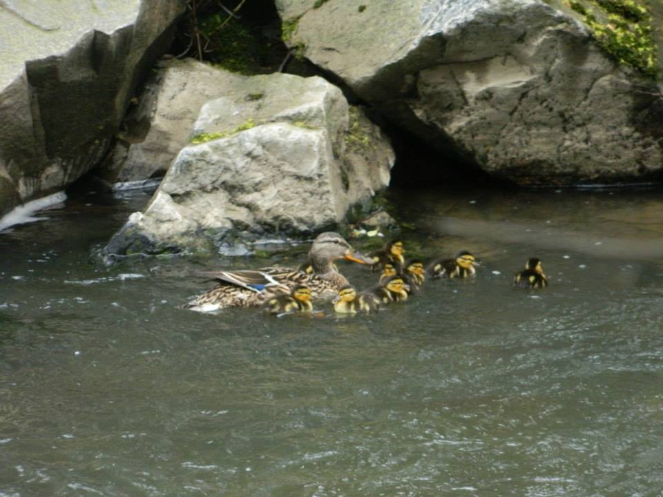 MYSLIVOST: Kachny, kačenky jsou na vodě