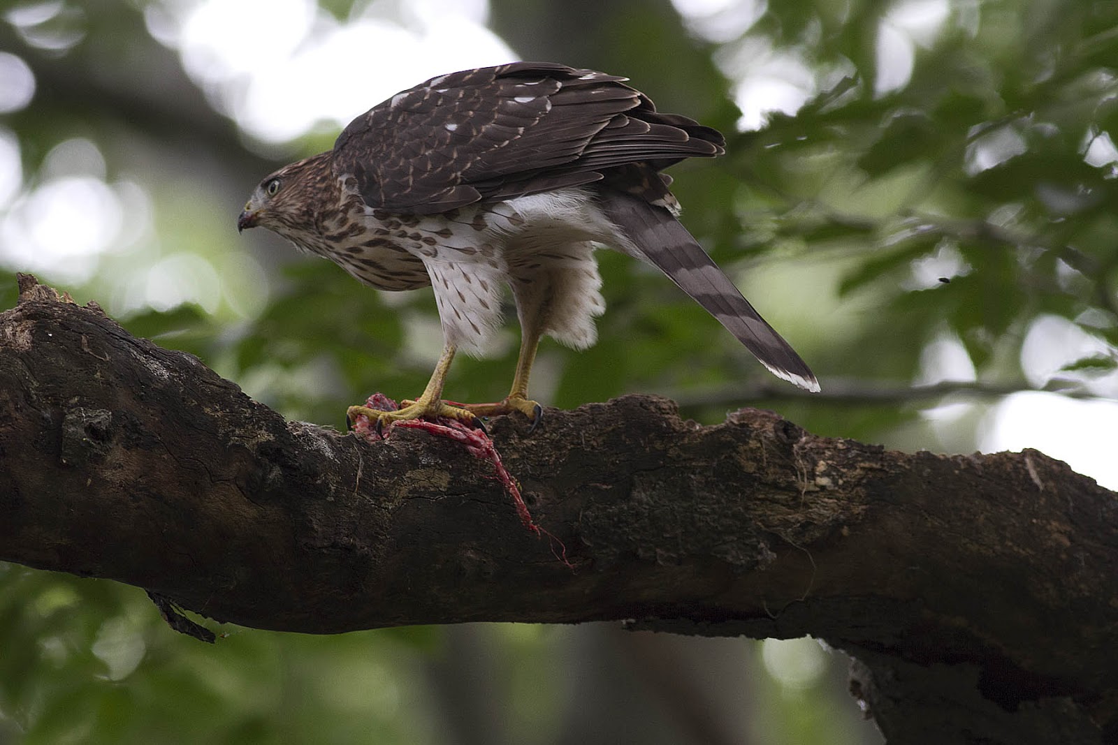 Cooper's Hawk Nest 2013