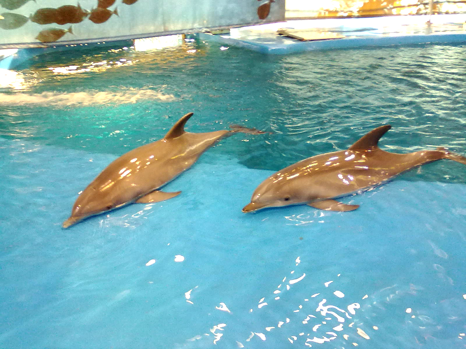 Fins un altre moment...: Dofins