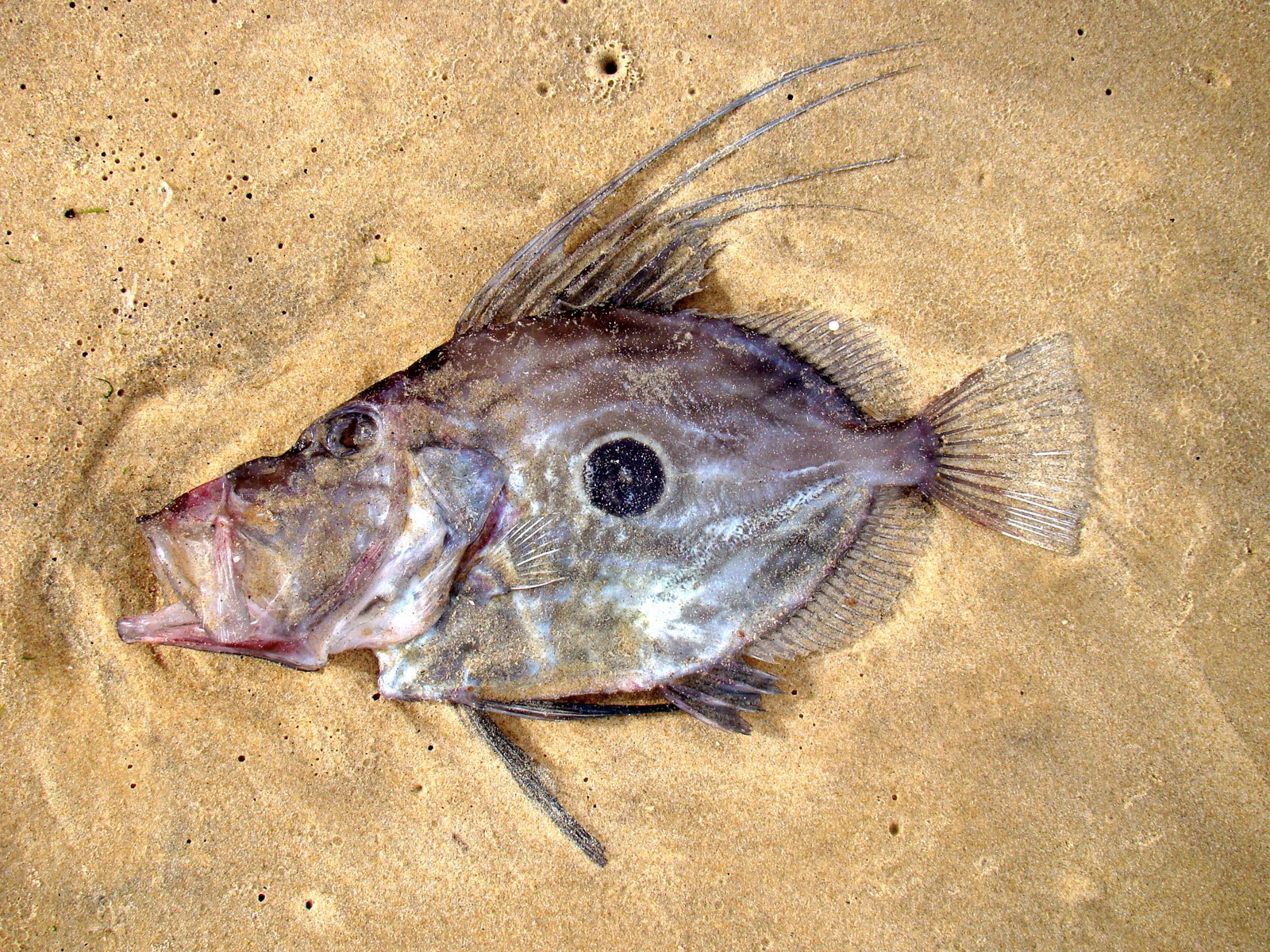 Christen Contario :: Australian Site Specific Sculpture: Washed Up