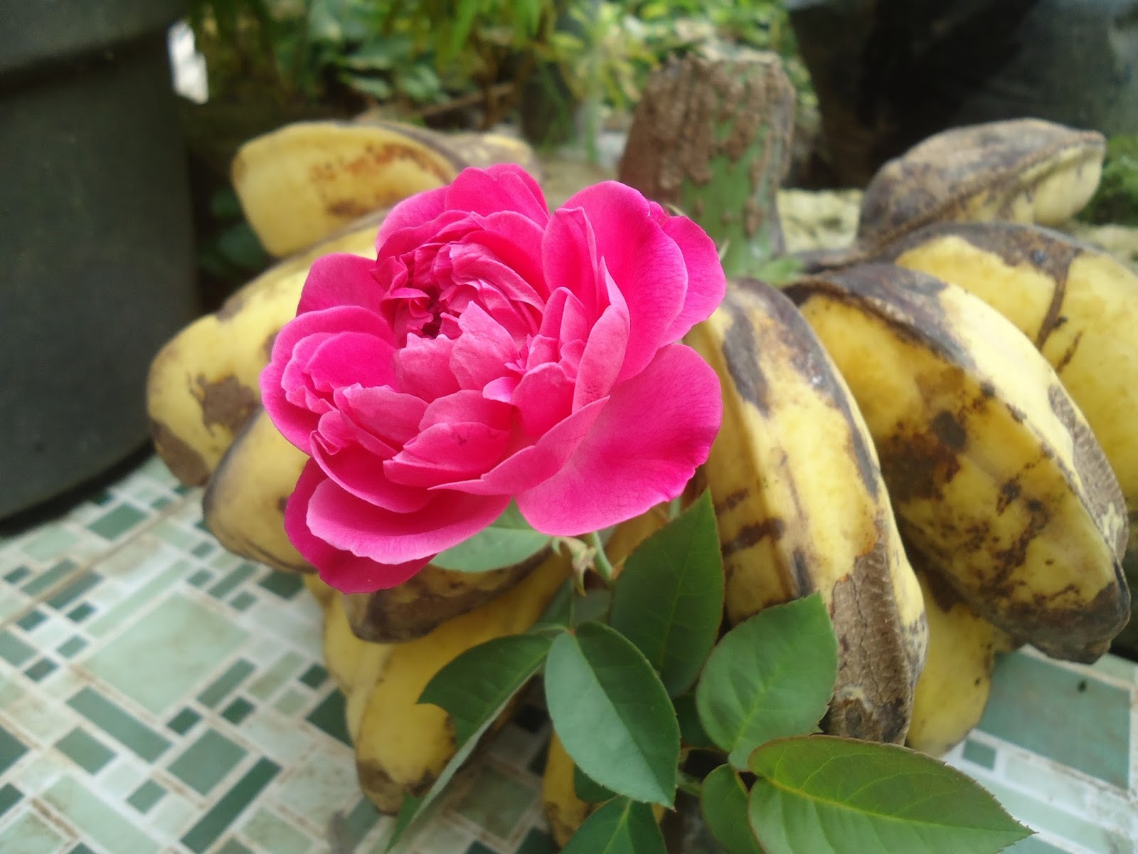 Bunga Mawar Merah dan Pisang - Rumah Daun Muda