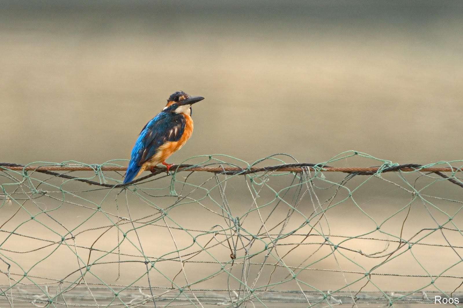 Natuur, cultuur en alles wat boeit ...: Kfar Ruppin, zwarte wouwen en meer