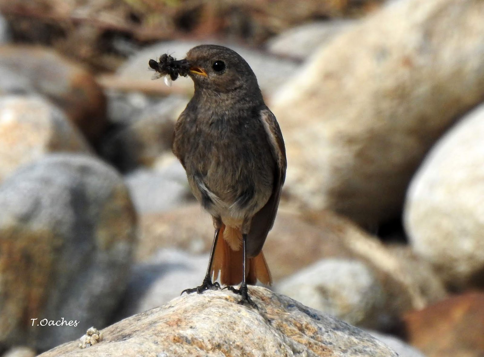 PASARI DIN ROMANIA: CODROS DE MUNTE (1), Phoenicurus ochruros