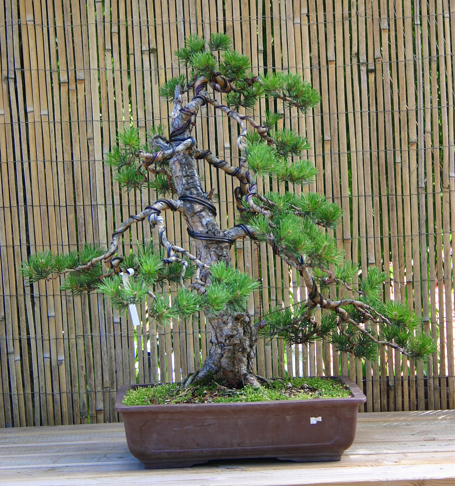 Profession BONSAÏ: Pins sylvestres bruts ou travaillés à vendre à l ...