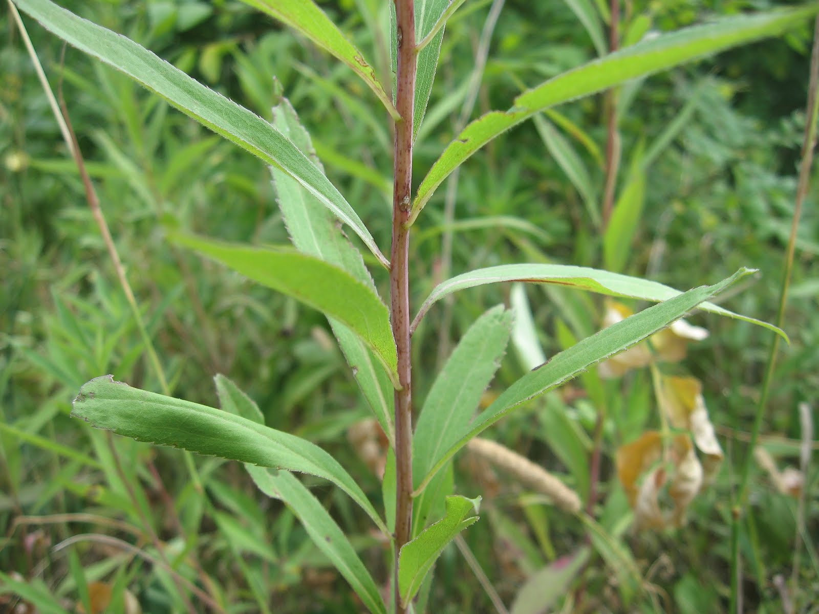 Tangled Web: Late Goldenrod (Solidago gigantea)