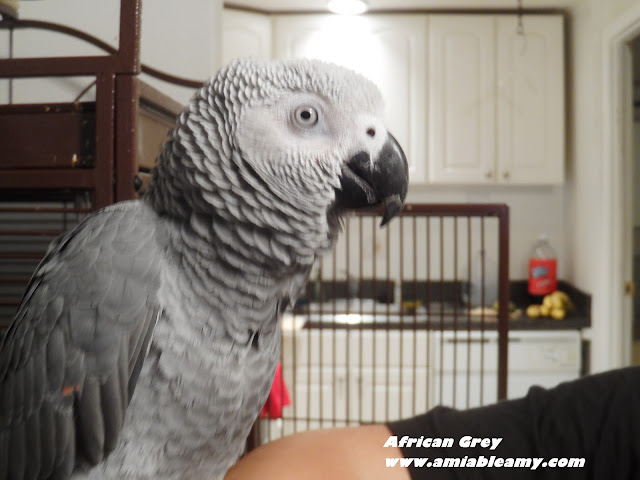 Amiable Amy: The African Grey