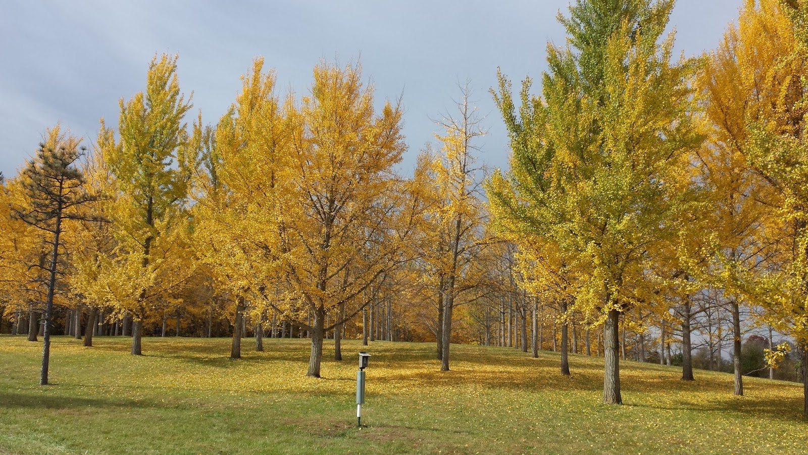 South Branch Science / Wood House Research: Female Ginkgo Trees?