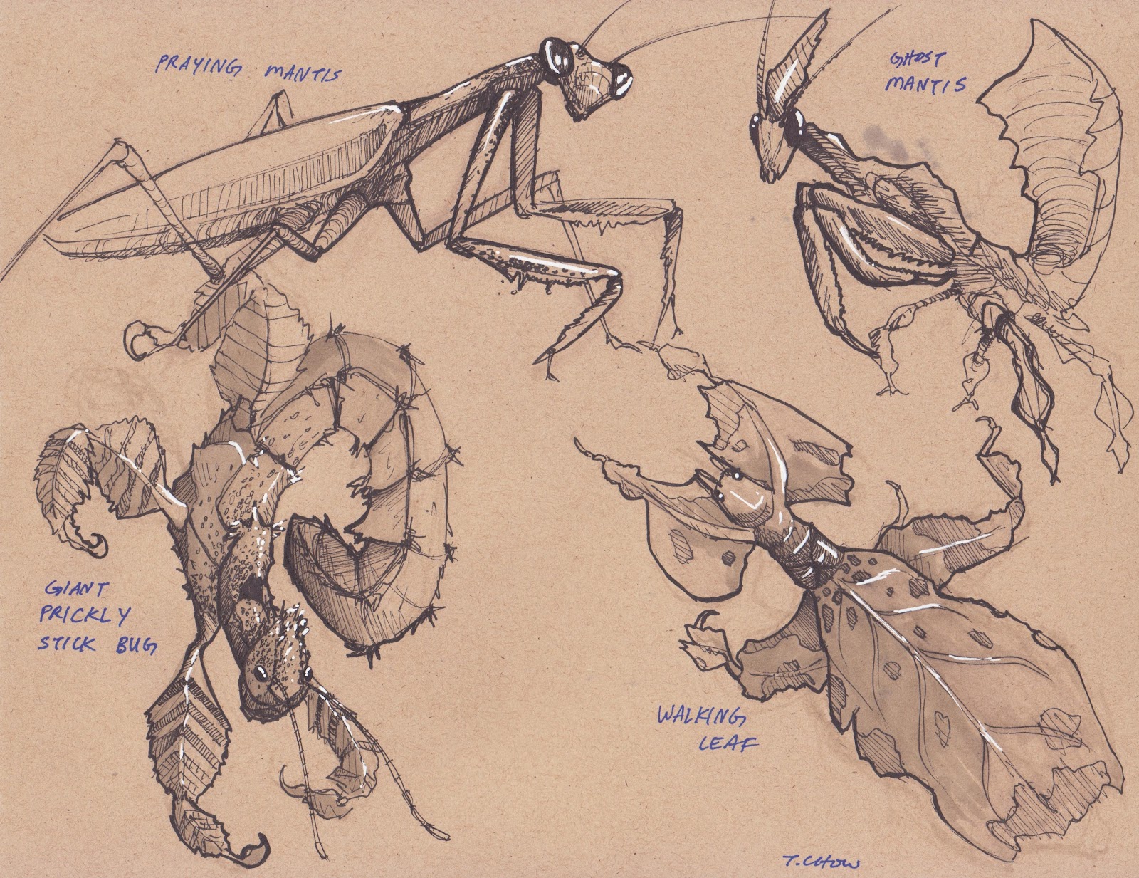 Tyler Chow: Dynamic Sketching - Week 4 - Insects