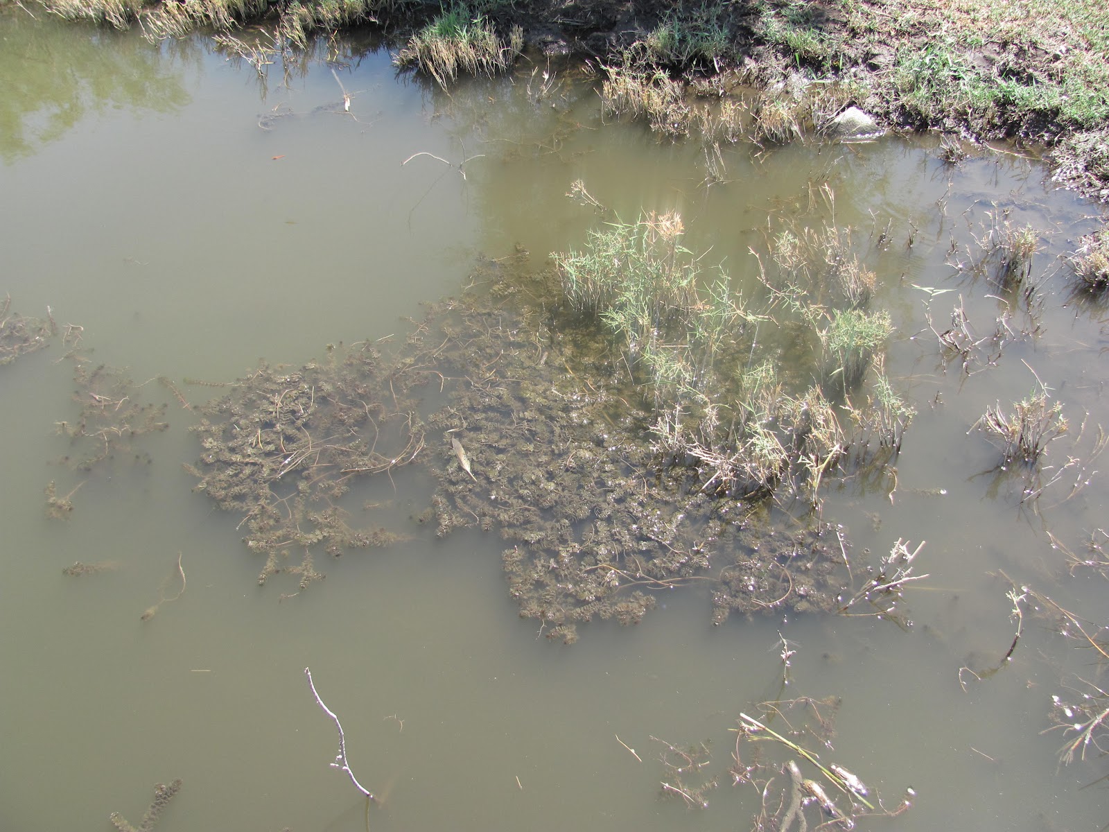 Seattle to Jordan: From Rainforest to Desert: Azraq: A Desert Oasis