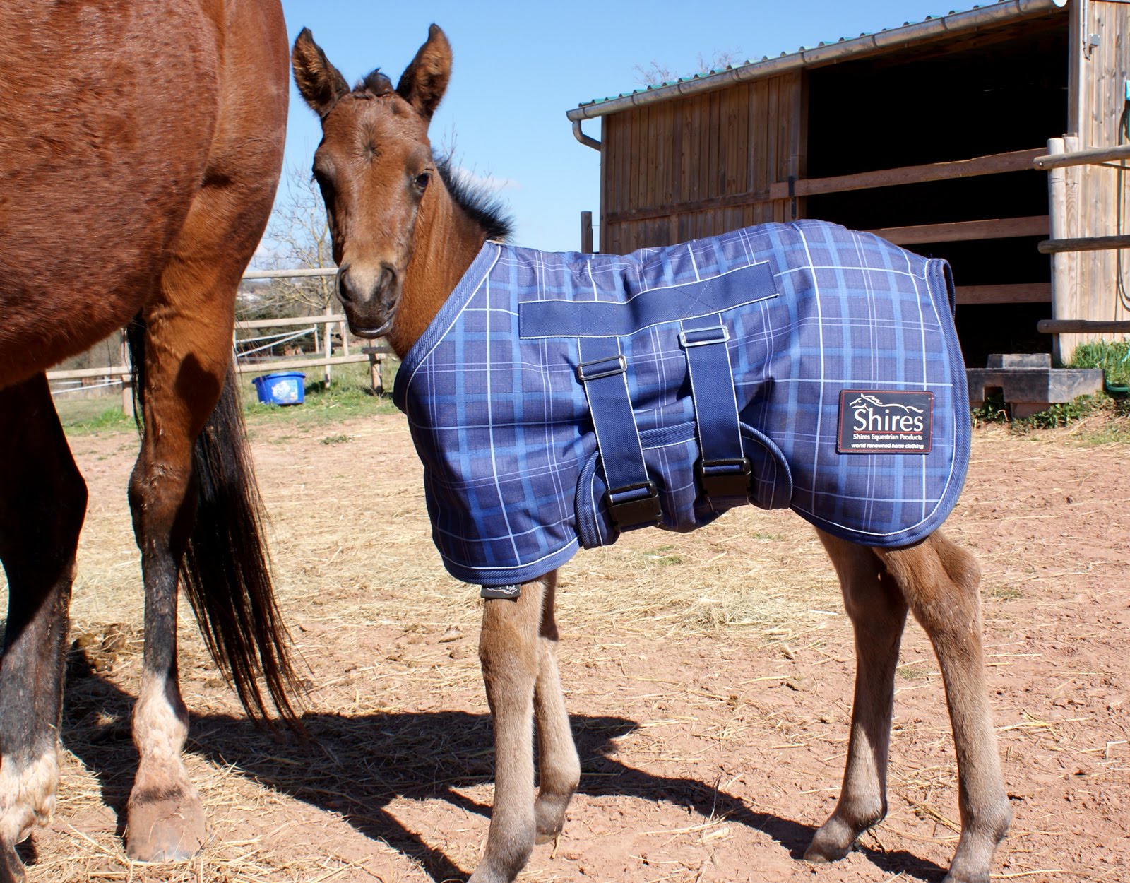 La Tria - Endurance: Primer poltre del 2011