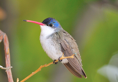 Violet Crowned Hummingbird