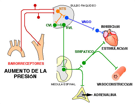 FISIOLOGIA HUMANA: SISTEMAS DE CONTROL DEL CUERPO