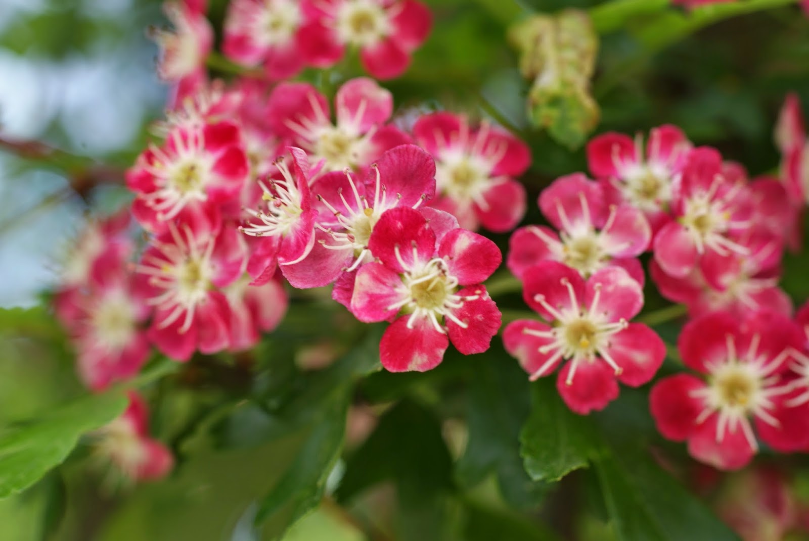 HORTA À PORTA: CRATAEGUS LAEVIGATA "CRIMSON CLOUD" e "PAUL,S SCARLET ...