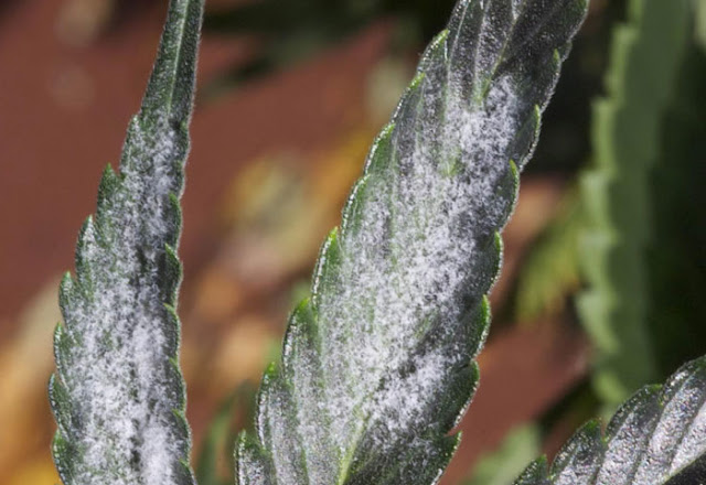 Powdery Mildew on Marijuana: Stop it now!