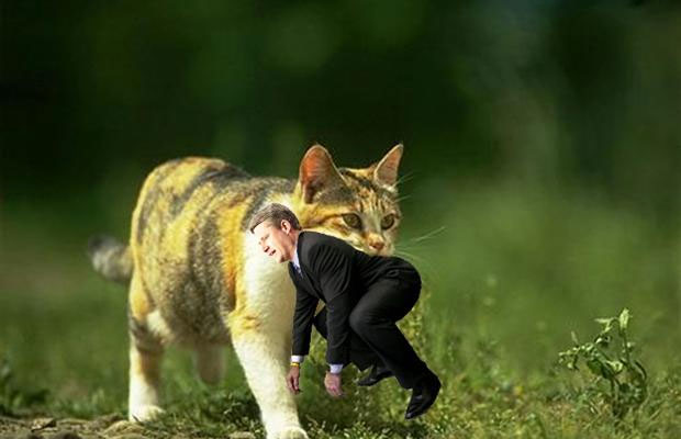 The Brown Party of Canada: Photos: Cats Holding Stephen Harper