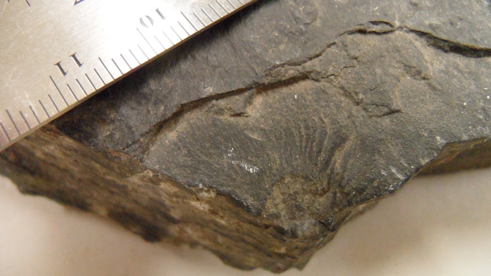 Fossils and Geology of Lanark County, Ontario: Photographs of GSC 221 ...