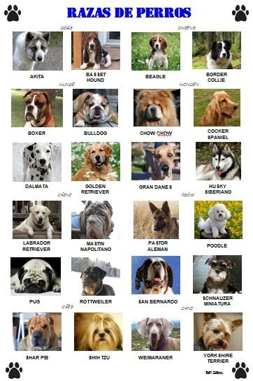 razas de perros