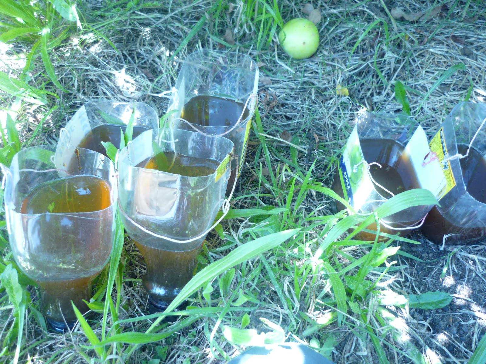 Opportunity Farm: How to make and set a trap for Codling Moths