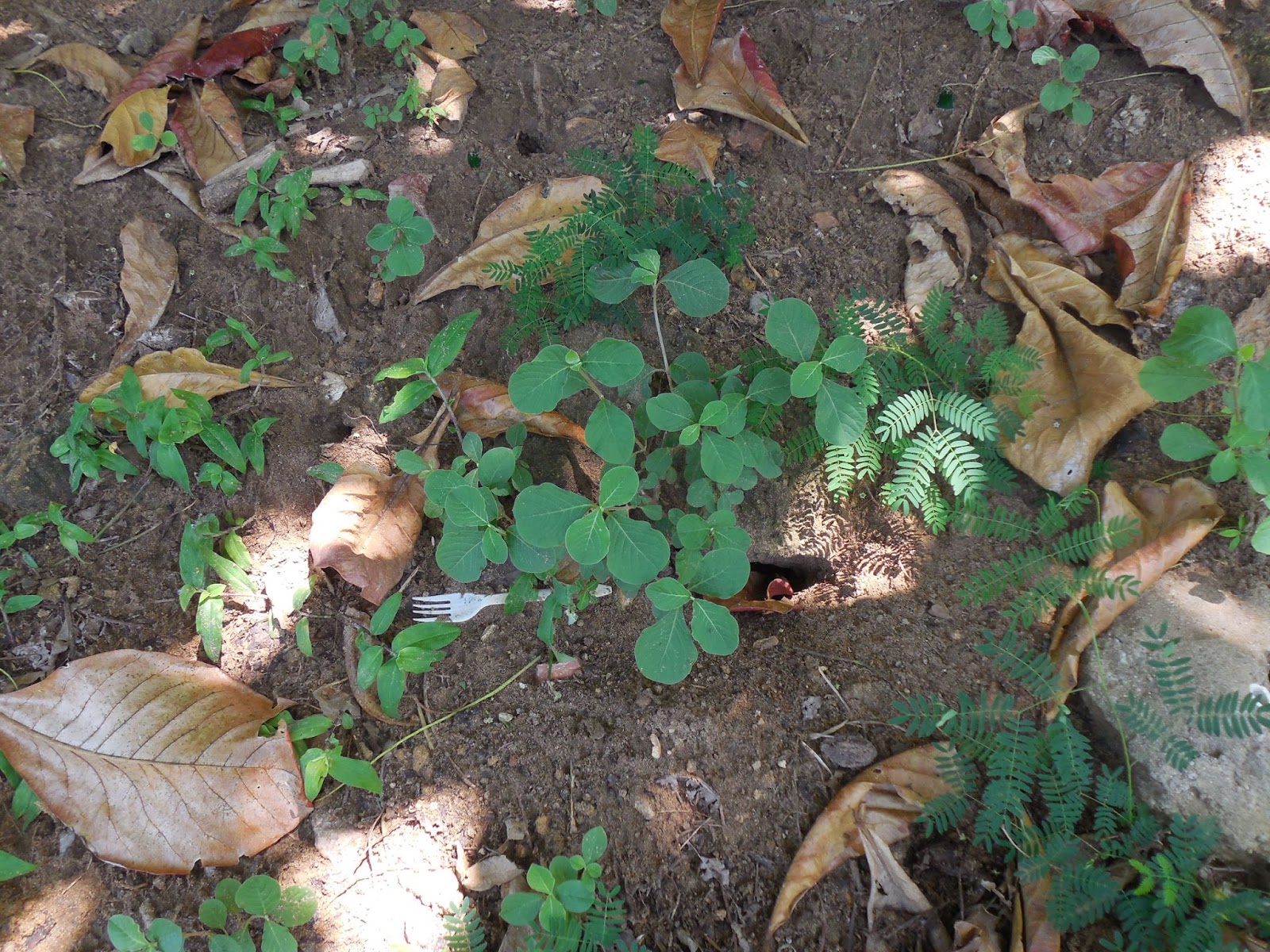 INVENTARIO DE ESPECIES EN EL SECTOR EL PASTILLO ISABELA, PUERTO RICO ...