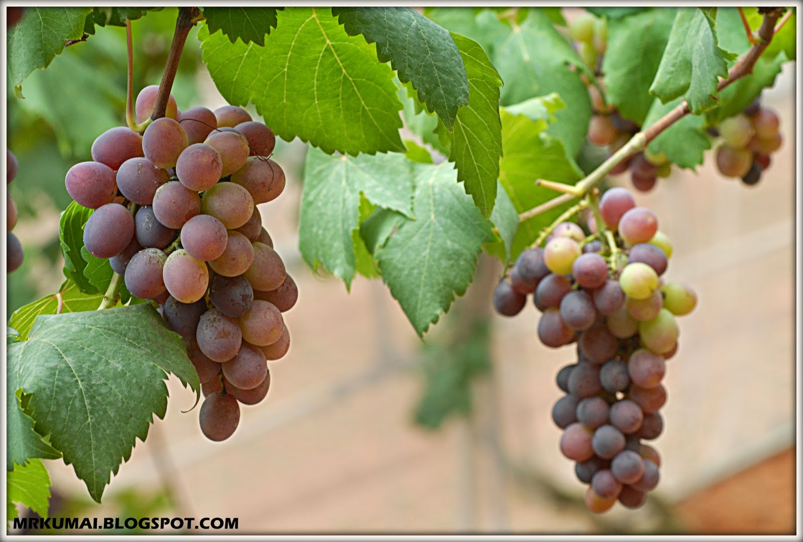 mrkumai.blogspot.com: Kebun anggur @ Lembah Bertam
