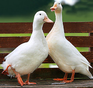 Resep Kuliner Berbahan Dasar Bebek » Media Kuliner Indonesia