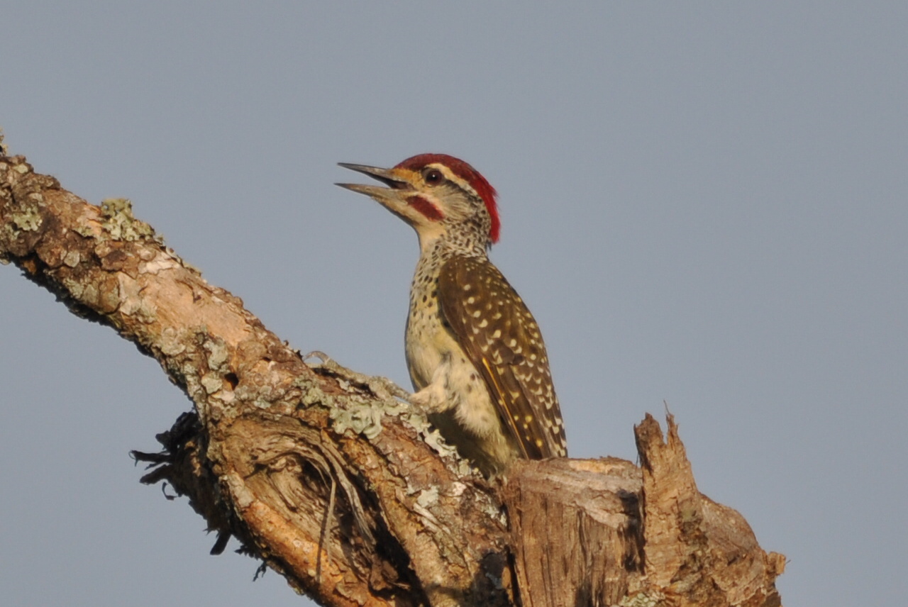 Woodpeckers of the World: 2012