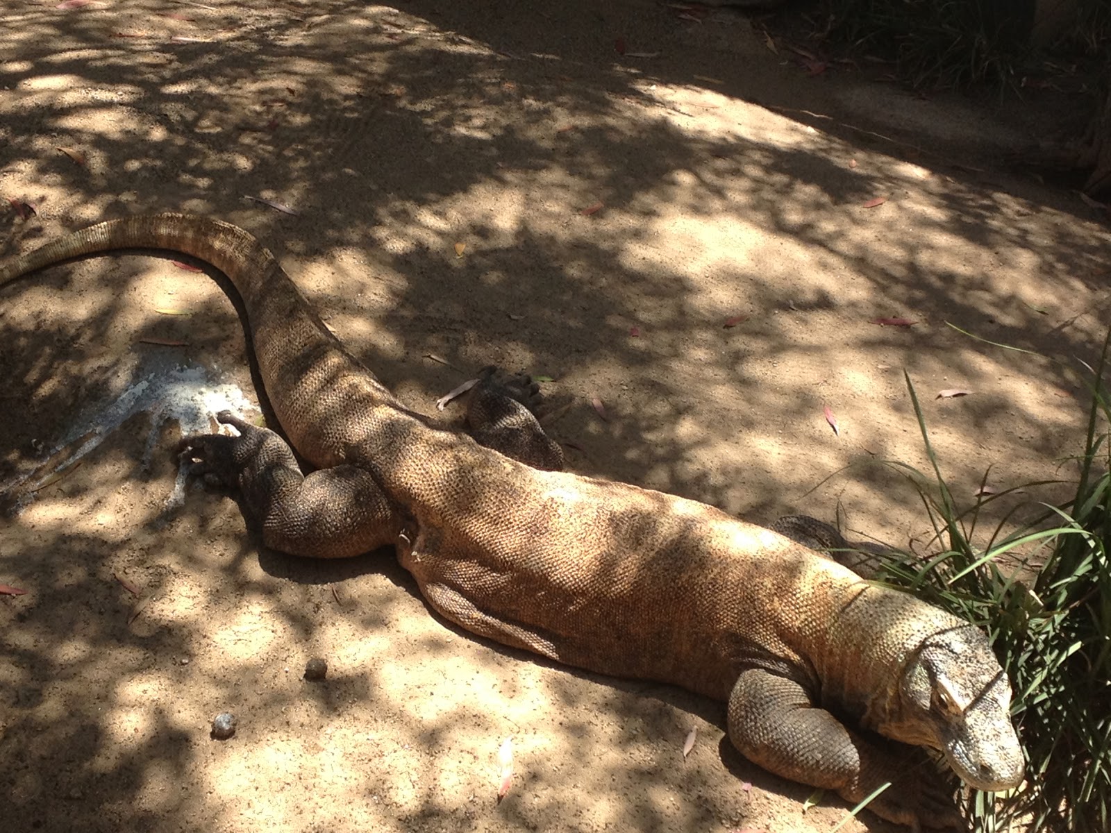 Justina-Overseas: Taronga Zoologijos Sodas Sidnėjus