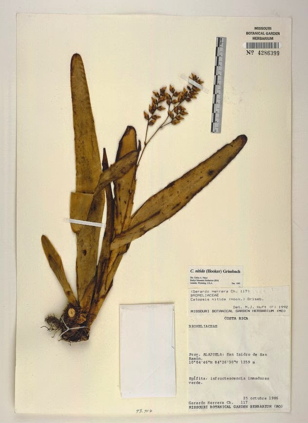 Flora de Puerto Rico Ilustrada Papo Vives: BROMELIACEAE CATOPSIS NITIDA