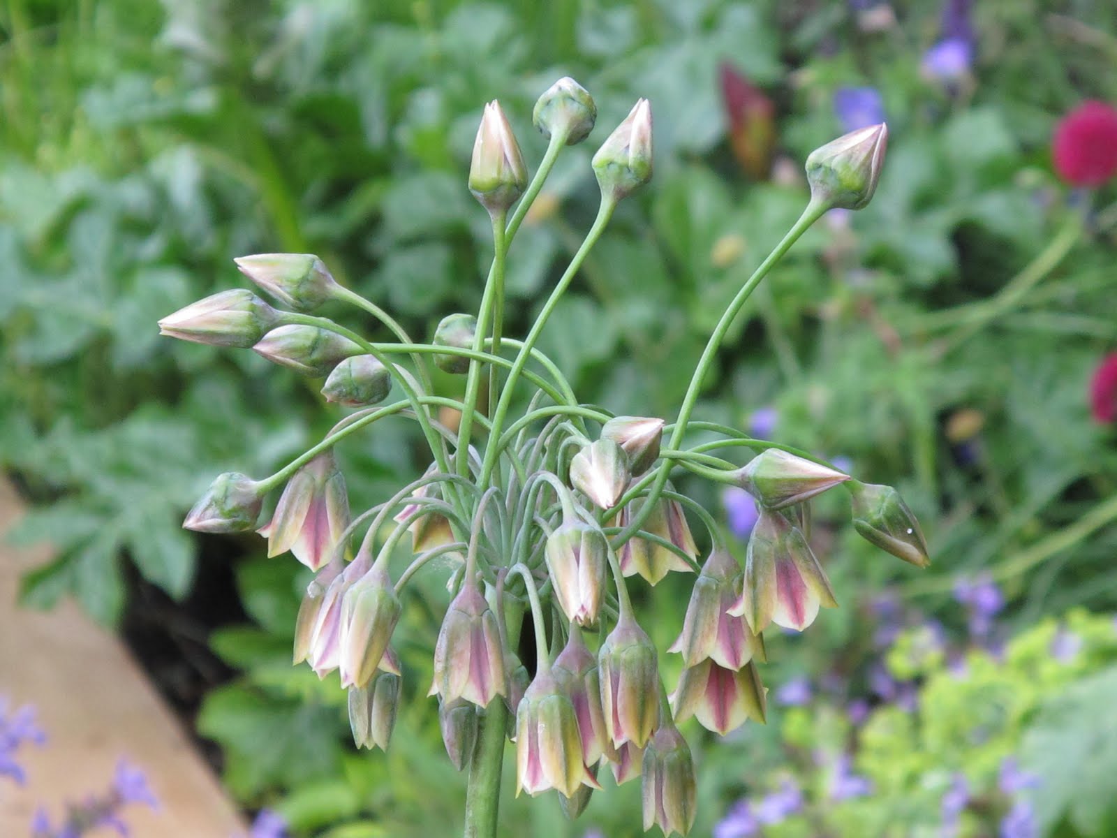 The Flower Appreciation Society: CHELSEA FLOWER SHOW. We loved the wild ...