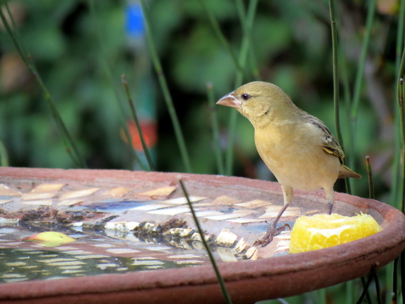 Kreatiewe Joernaal: muisvoël