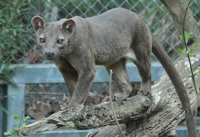 ZOOTOGRAFIANDO (MI COLECCIÓN DE FOTOS DE ANIMALES): FOSA / FOSSA ...