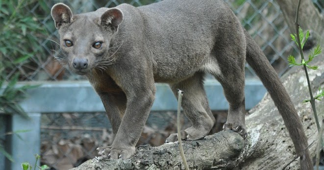 ZOOTOGRAFIANDO (6.100 ANIMALS): FOSA / FOSSA (Cryptoprocta ferox)