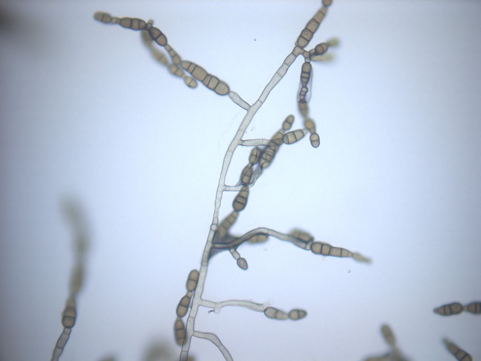 MaxwellHandiseniPLPA631: Lab 2 Report