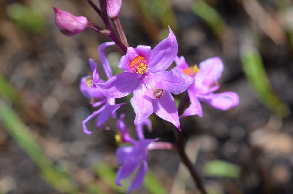 Space Coast Wildflowers: April 2013