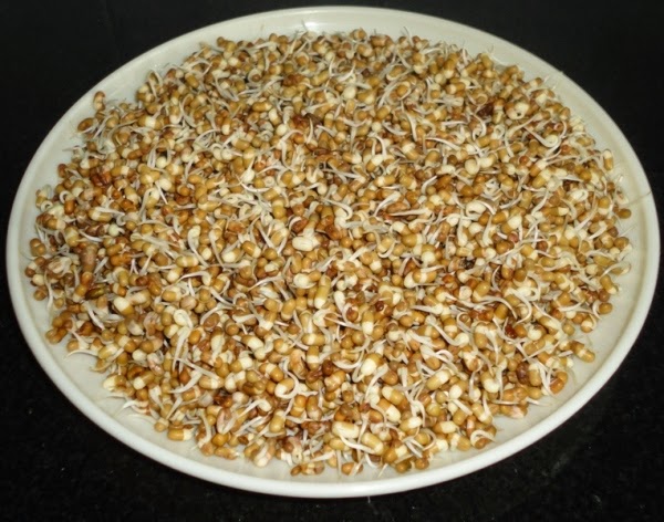 Vidya's Recipes: Matkichi usal recipe - Sprouted moth beans usal